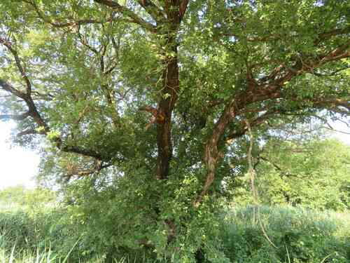 How to identify Giant pussy willow (Salix chaenomeloides) | PlantJoy