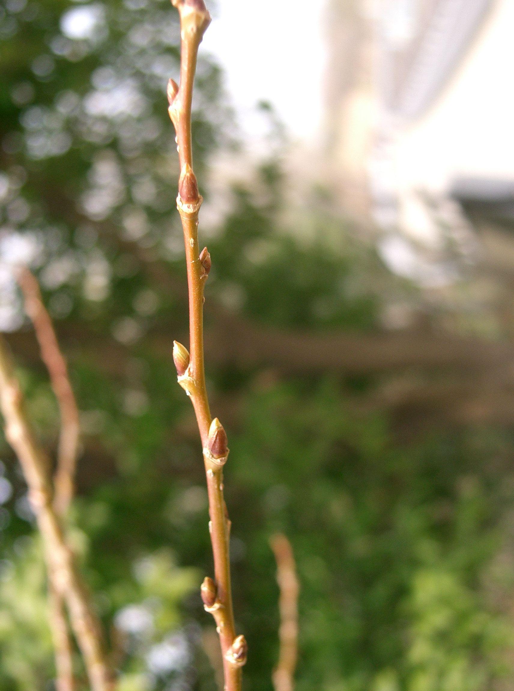 Giant pussy willow (Salix chaenomeloides) Care Guide: Pests, Diseases ...