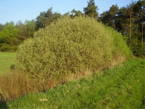 How to Propagate Grey willow: Complete Propagation Guide | ForwardPlant