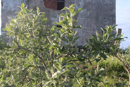 How to Propagate Grayleaf willow: Complete Propagation Guide | ForwardPlant