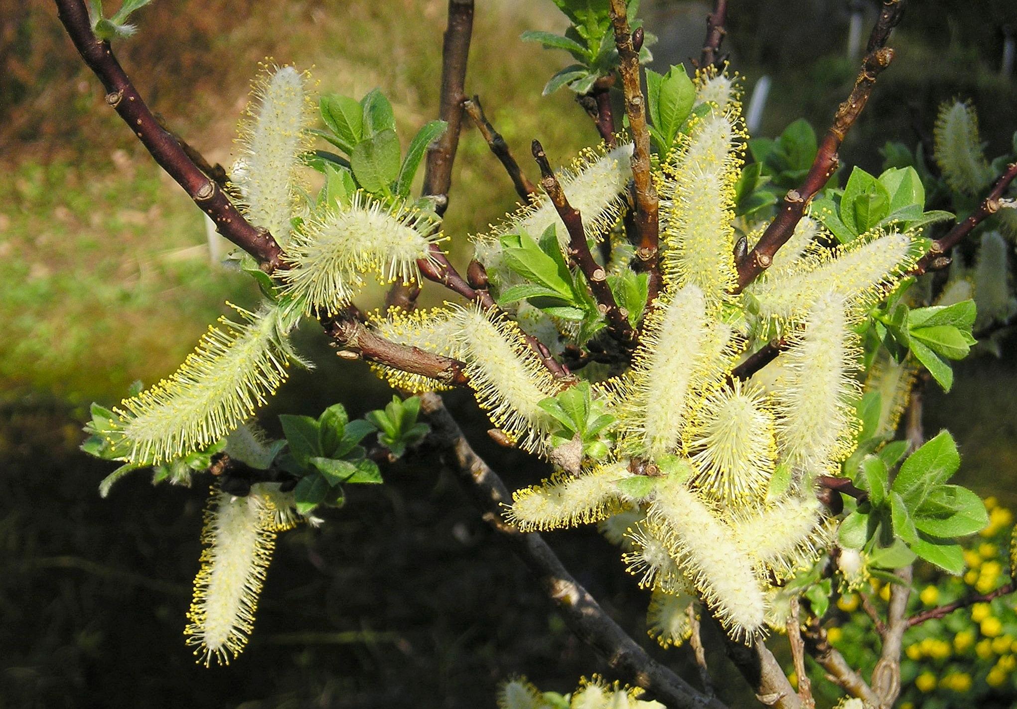 Apple-leaved willow (Salix hastata) Care Guide: Pests, Diseases ...