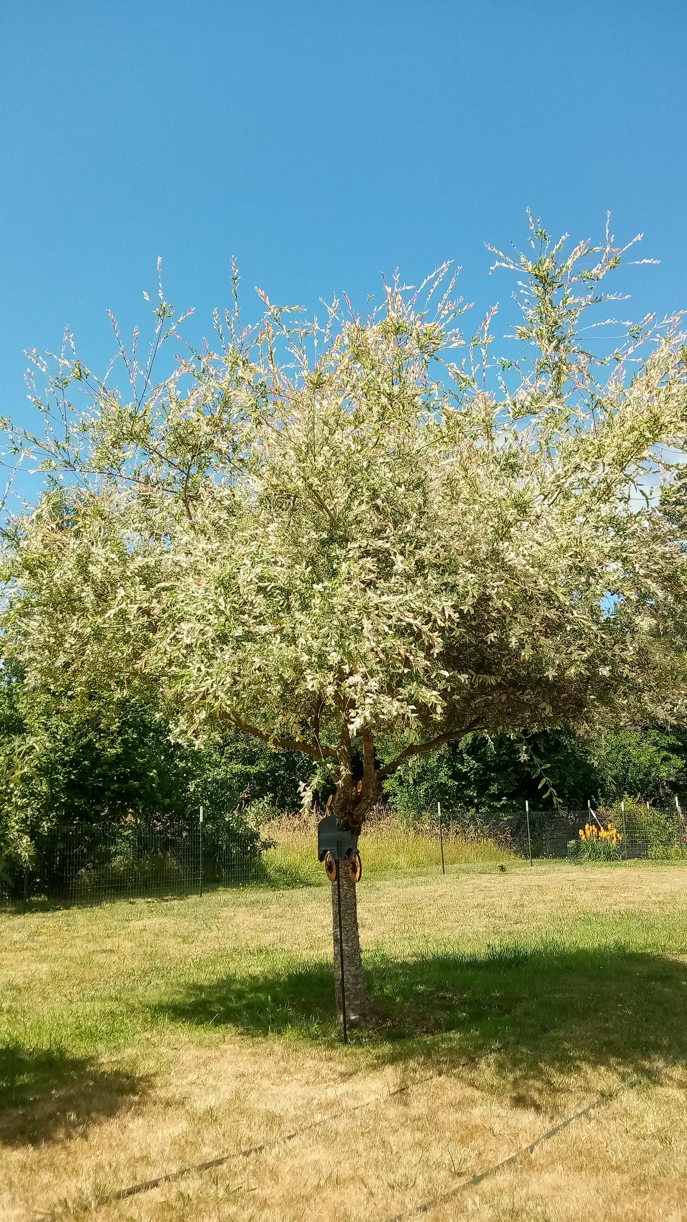 How to Prune Dappled willow: Complete Pruning Guide | ForwardPlant