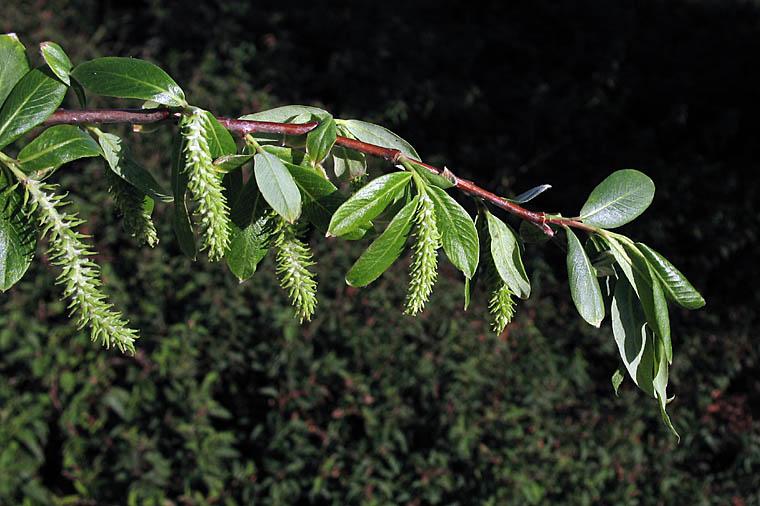 Red Willow (Salix laevigata) Care Guide: Pests, Diseases, Watering ...