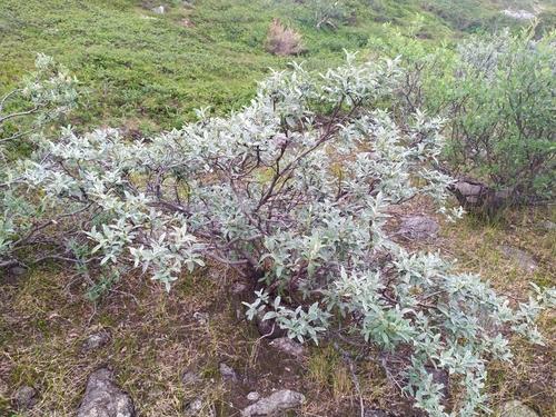 Downy willow (Salix lapponum) Care Guide: Pests, Diseases, Watering ...