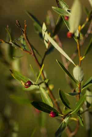 How to Propagate Lemmon's willow: Complete Propagation Guide | ForwardPlant