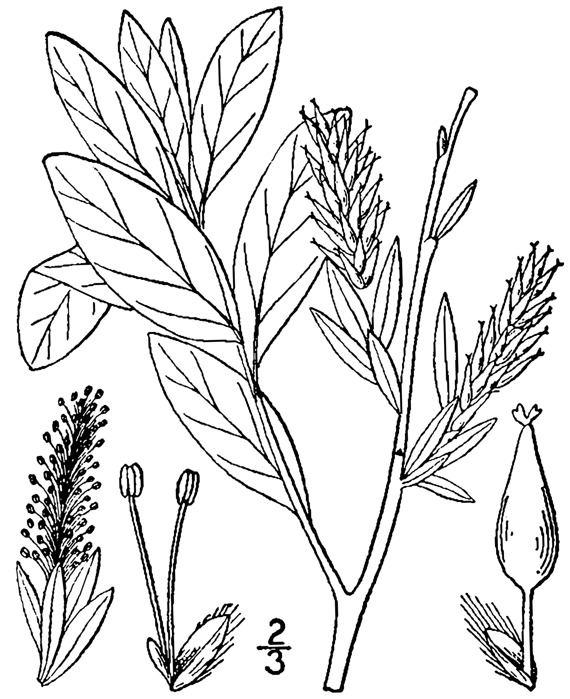 Bog willow (Salix pedicellaris) Care Guide: Pests, Diseases, Watering ...
