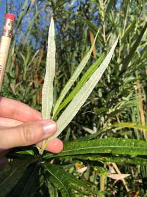 How to Prune Satiny willow: Complete Pruning Guide | ForwardPlant
