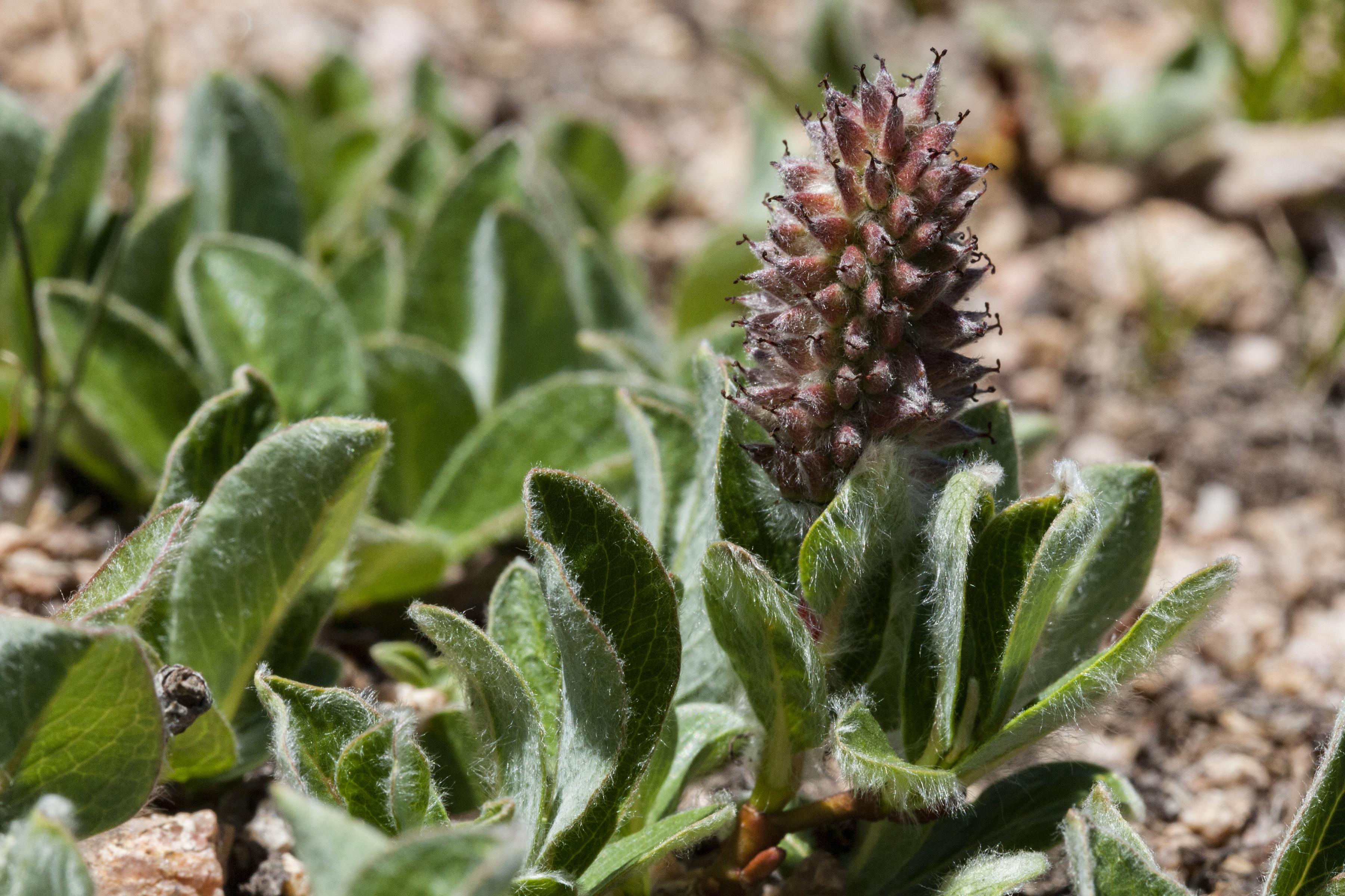 Alpine willow (Salix petrophila) Care Guide: Pests, Diseases, Watering ...
