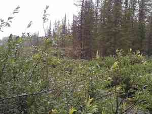 How to Propagate Tea-leaved willow: Complete Propagation Guide ...