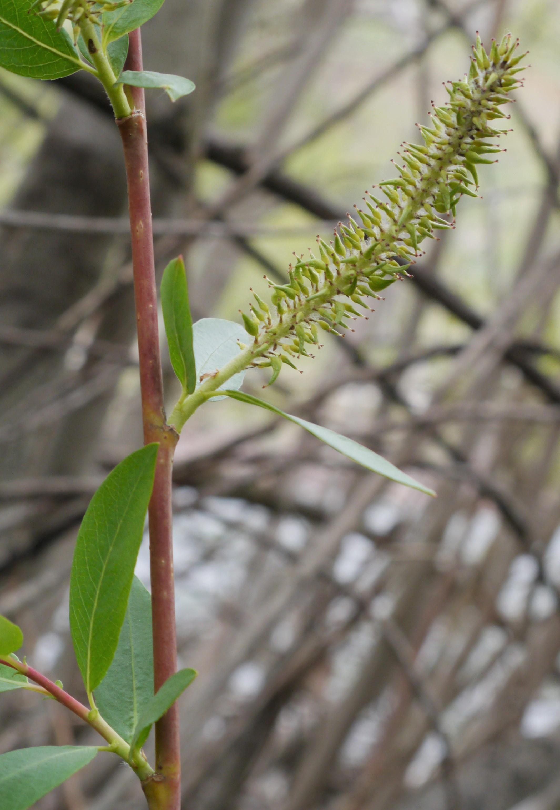 Mackenzie's willow (Salix prolixa) Care Guide: Pests, Diseases ...