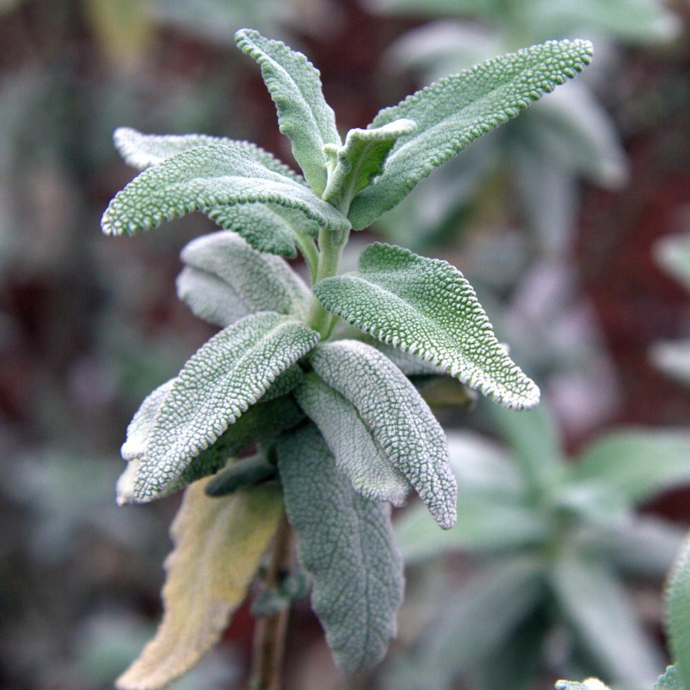 How to Prune Purple sage: Complete Pruning Guide | ForwardPlant