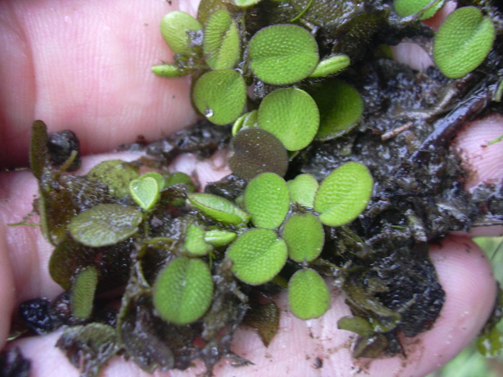 Water spangles (Salvinia minima) Care Guide: Pests, Diseases, Watering ...