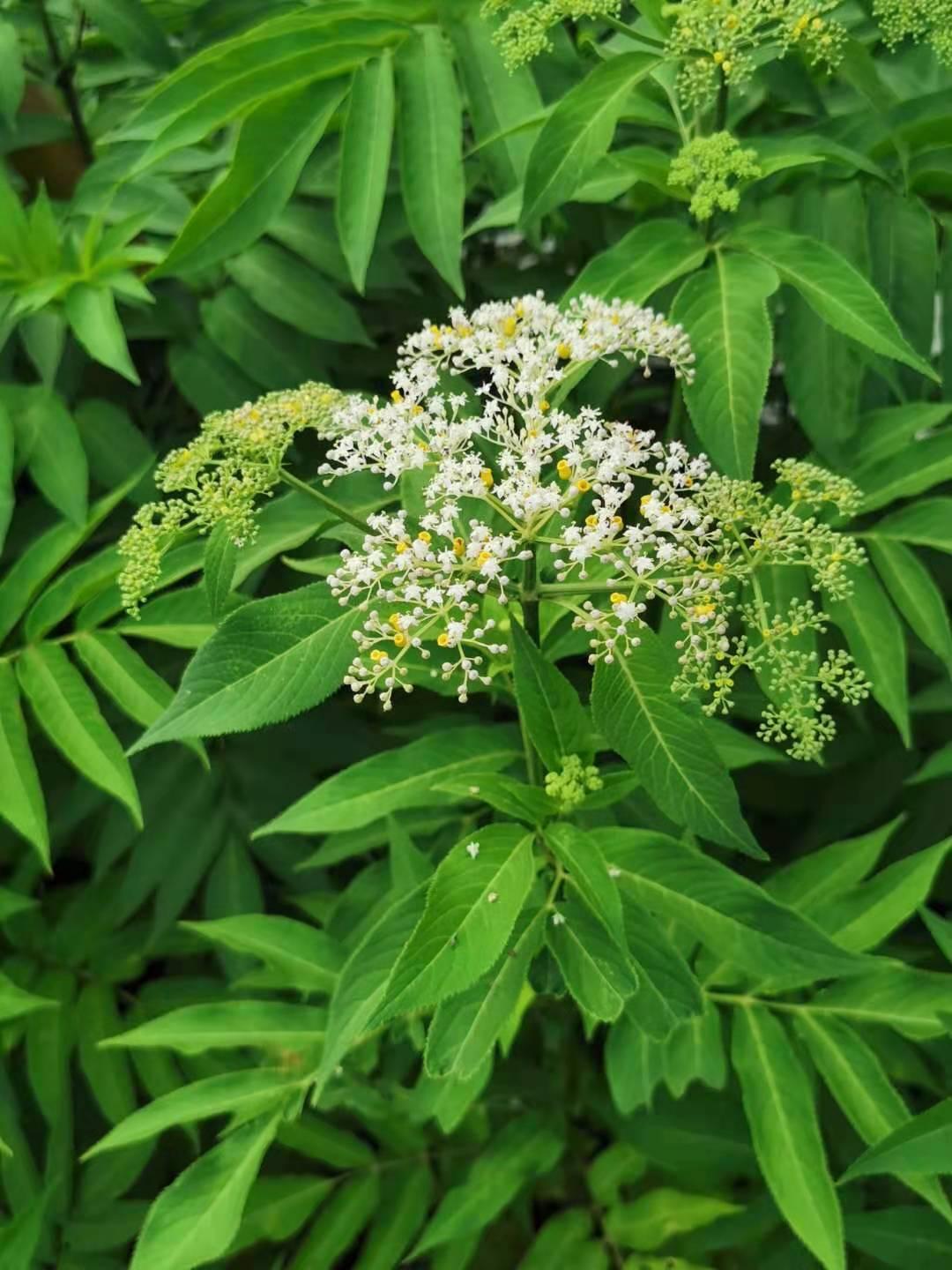Chinese elder (Sambucus javanica) Care Guide: Pests, Diseases, Watering ...