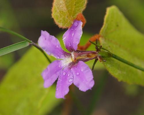 Naupaka (Scaevola) (Scaevola) Care Guide: Pests, Diseases, Watering ...