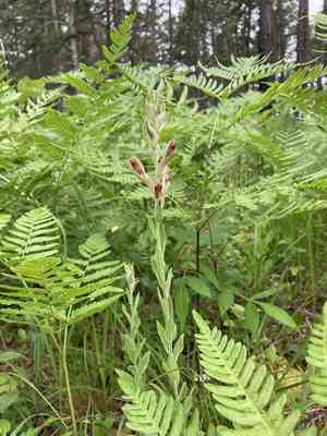 Chaffseed (Schwalbea americana) Care Guide: Pests, Diseases, Watering ...