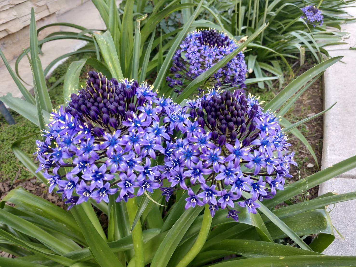 Portuguese squill (Scilla peruviana) Care Guide: Pests, Diseases ...