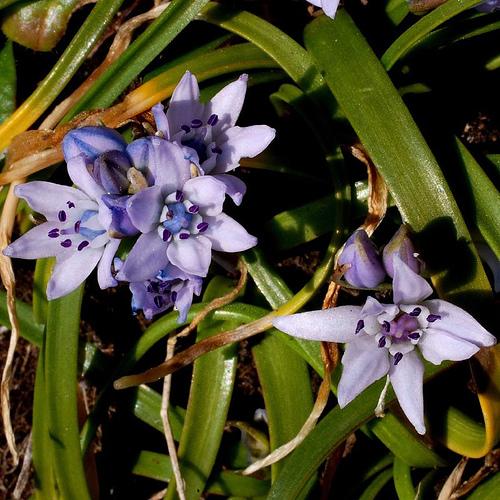 Spring squill (Scilla verna) Care Guide: Pests, Diseases, Watering ...