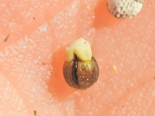 Nutrush (Scleria rugosa) Care Guide: Pests, Diseases, Watering ...