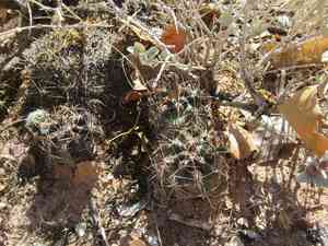 Uinta basin hookless cactus (Sclerocactus glaucus) Care Guide: Pests ...