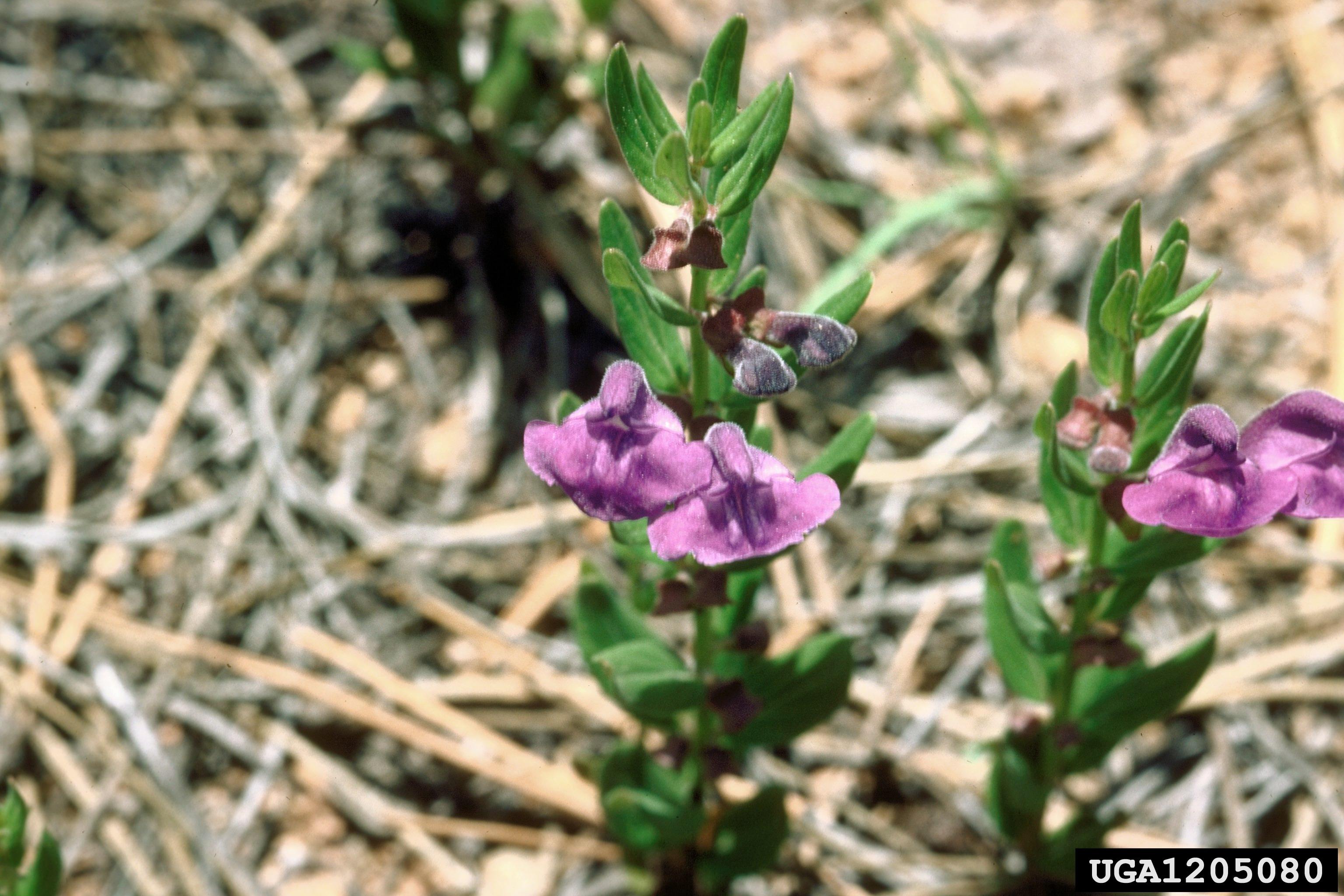Britton's skullcap (Scutellaria brittonii) Care Guide: Pests, Diseases ...