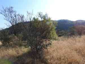 African sumac (Searsia lancea) Care Guide: Pests, Diseases, Watering ...