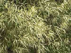 African sumac (Searsia lancea) Care Guide: Pests, Diseases, Watering ...