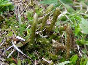 Club spikemoss (Selaginella selaginoides) Care Guide: Pests, Diseases ...