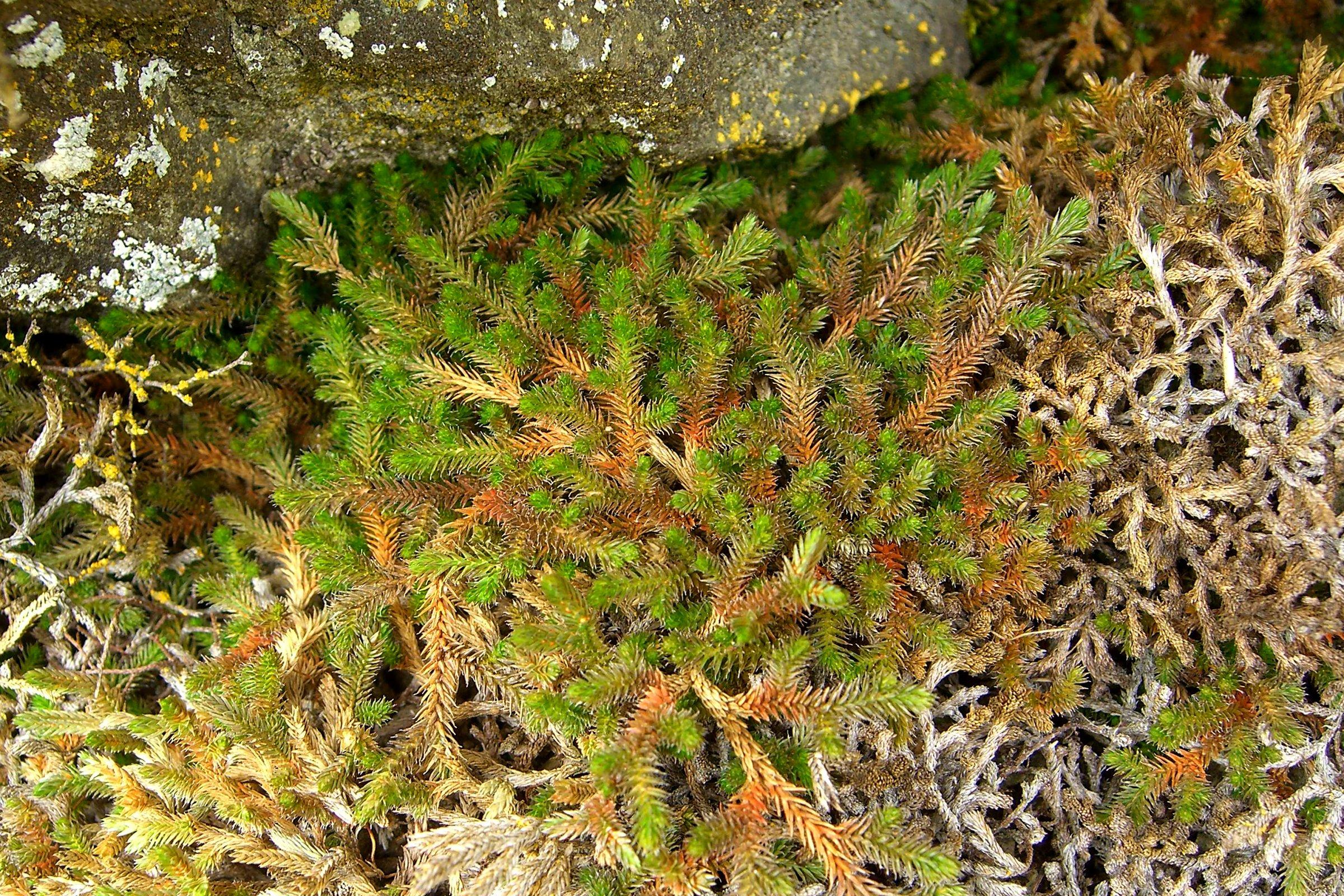 Wallace's spikemoss (Selaginella wallacei) Care Guide: Pests, Diseases ...