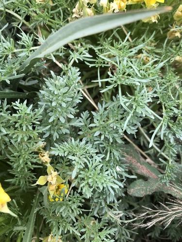 Texas selenia (Selenia dissecta) Care Guide: Pests, Diseases, Watering ...