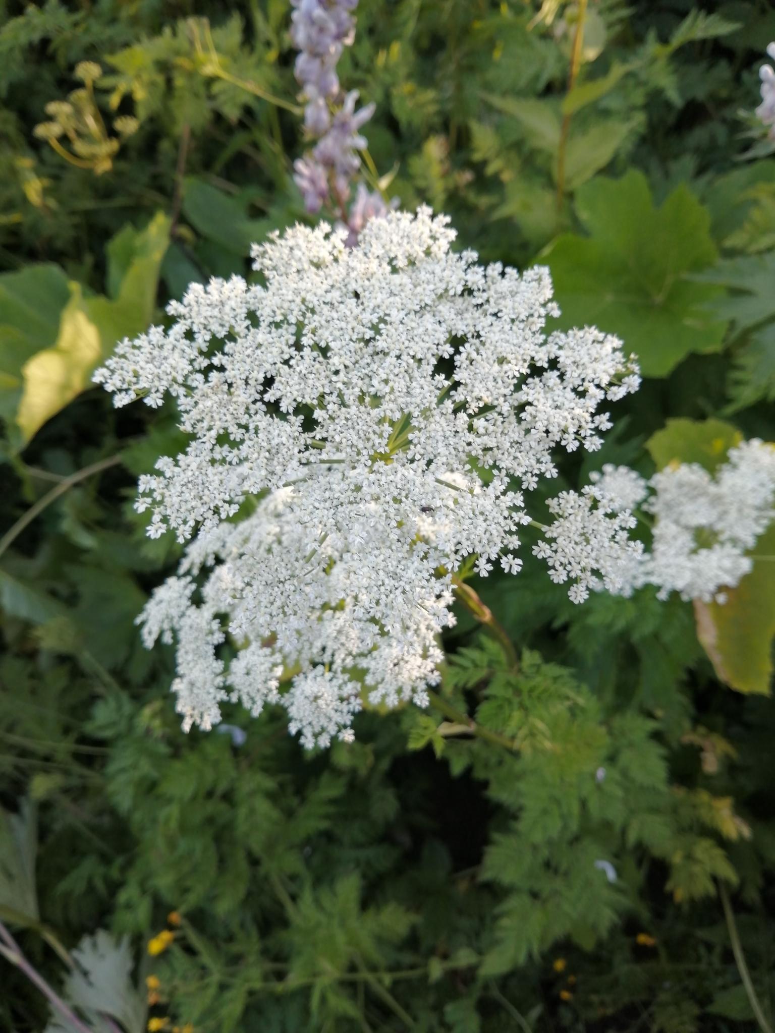 Selinum (Selinum) (Selinum) Care Guide: Pests, Diseases, Watering ...