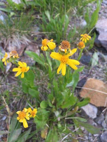 Thickleaf ragwort (Senecio crassulus) Care Guide: Pests, Diseases ...