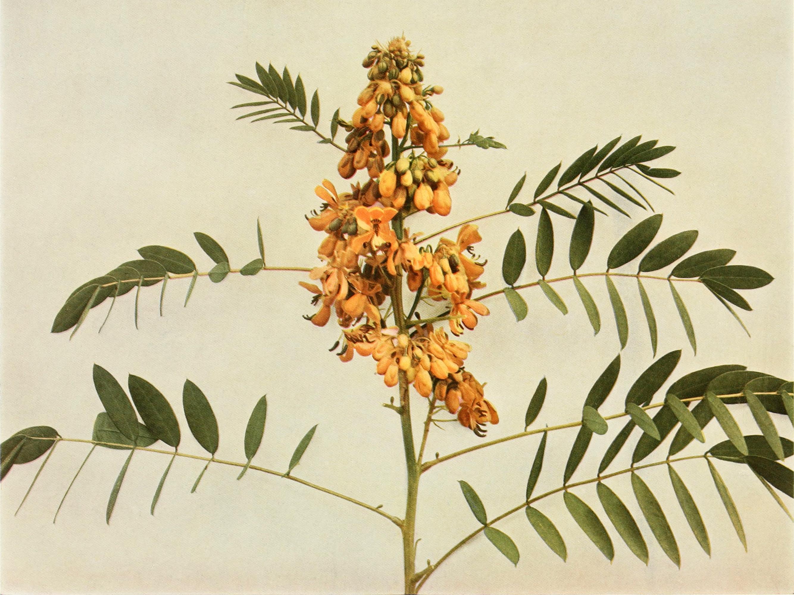 How to Prune Wild senna: Complete Pruning Guide | ForwardPlant