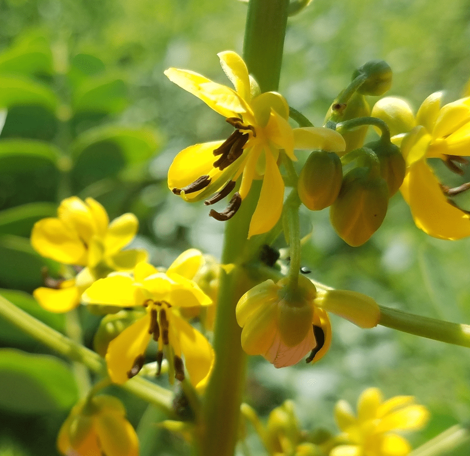 Maryland senna (Senna marilandica) Care Guide: Pests, Diseases ...