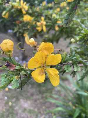Retama prieta (Senna polyphylla) Care Guide: Pests, Diseases, Watering ...