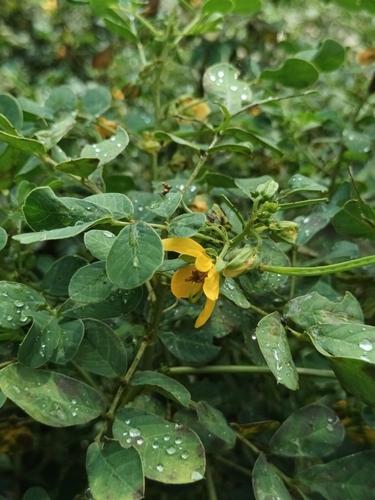 Sickle senna (Senna tora) Care Guide: Pests, Diseases, Watering ...