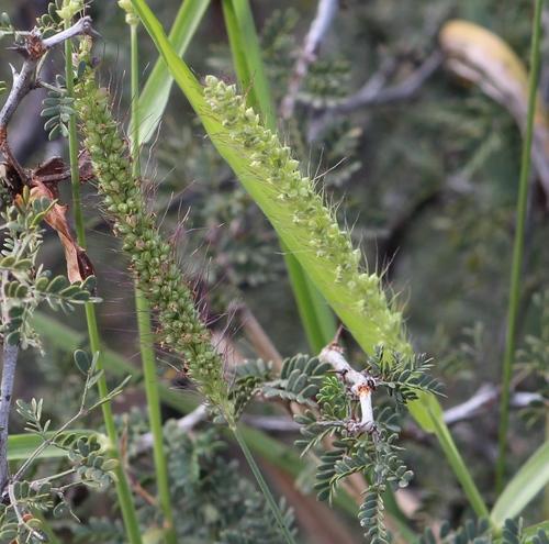 Large-spike bristlegrass (Setaria macrostachya) Care Guide: Pests ...