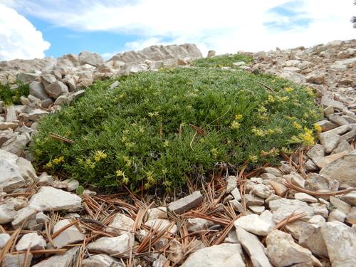 Shoshone carrot (Shoshonea pulvinata) Care Guide: Pests, Diseases ...