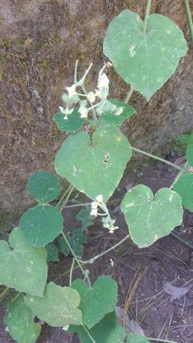 Cutleaf bur cucumber (Sicyos laciniatus) Care Guide: Pests, Diseases ...