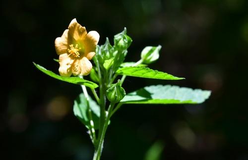 Optimal Soil for Growing Common Wireweed: What You Need to Know ...