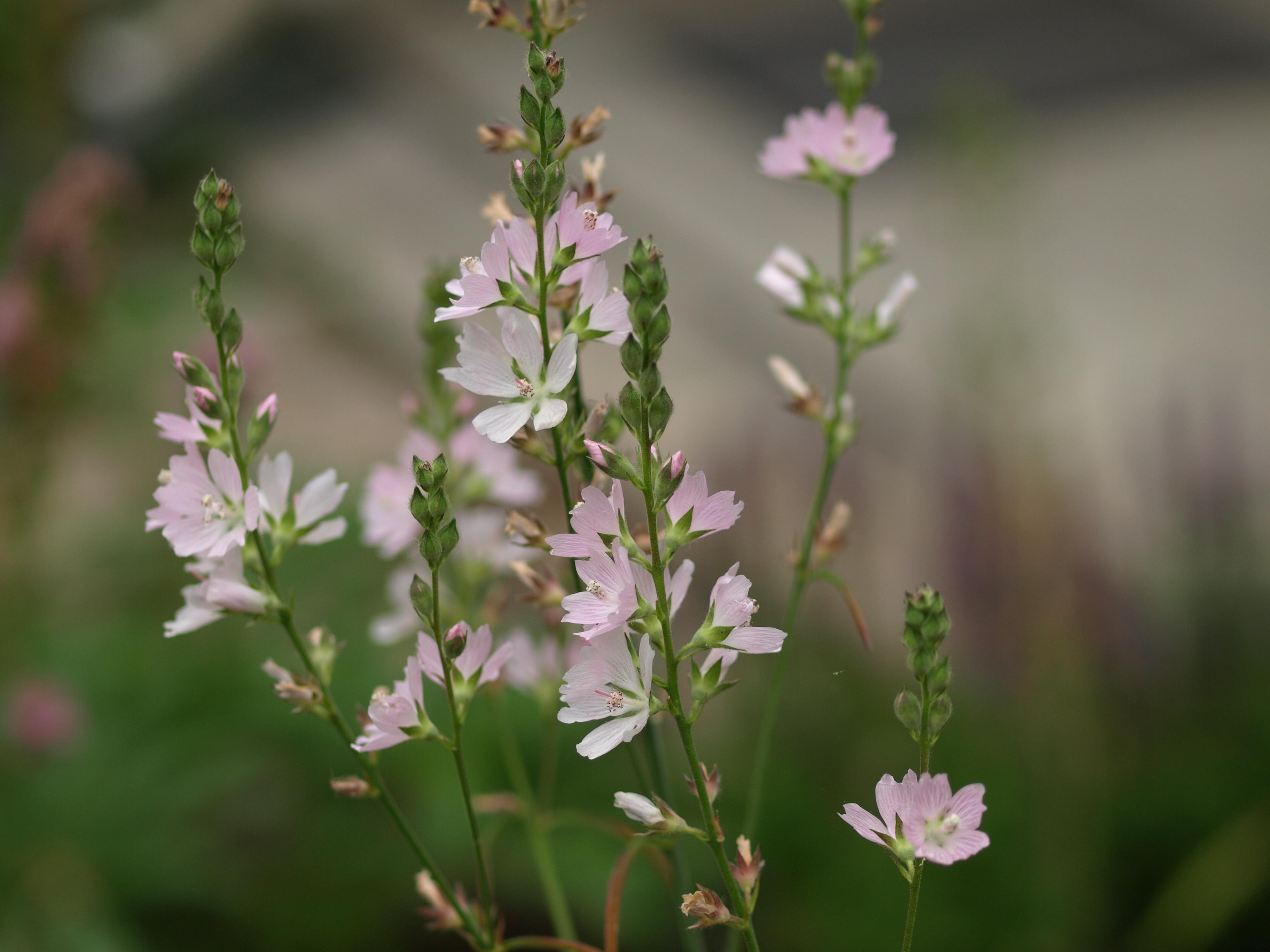 Meadow checkerbloom (Sidalcea campestris) Care Guide: Pests, Diseases ...