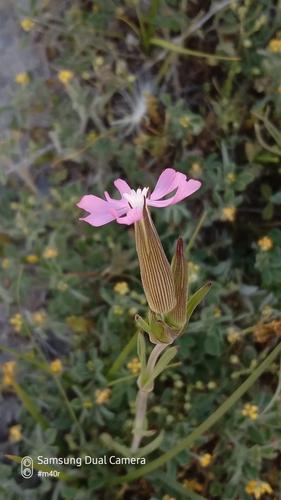 Weed silene (Silene conoidea) Care Guide: Pests, Diseases, Watering ...