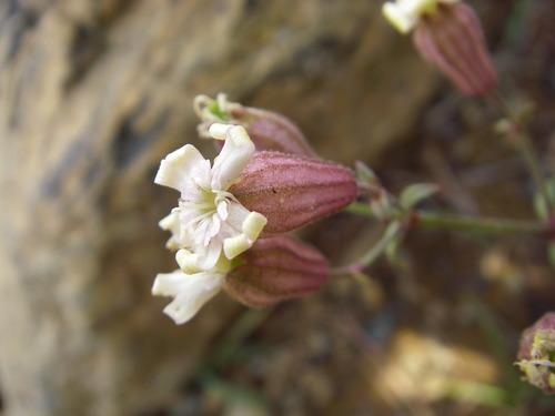 Pink campion (Silene repens) Care Guide: Pests, Diseases, Watering ...