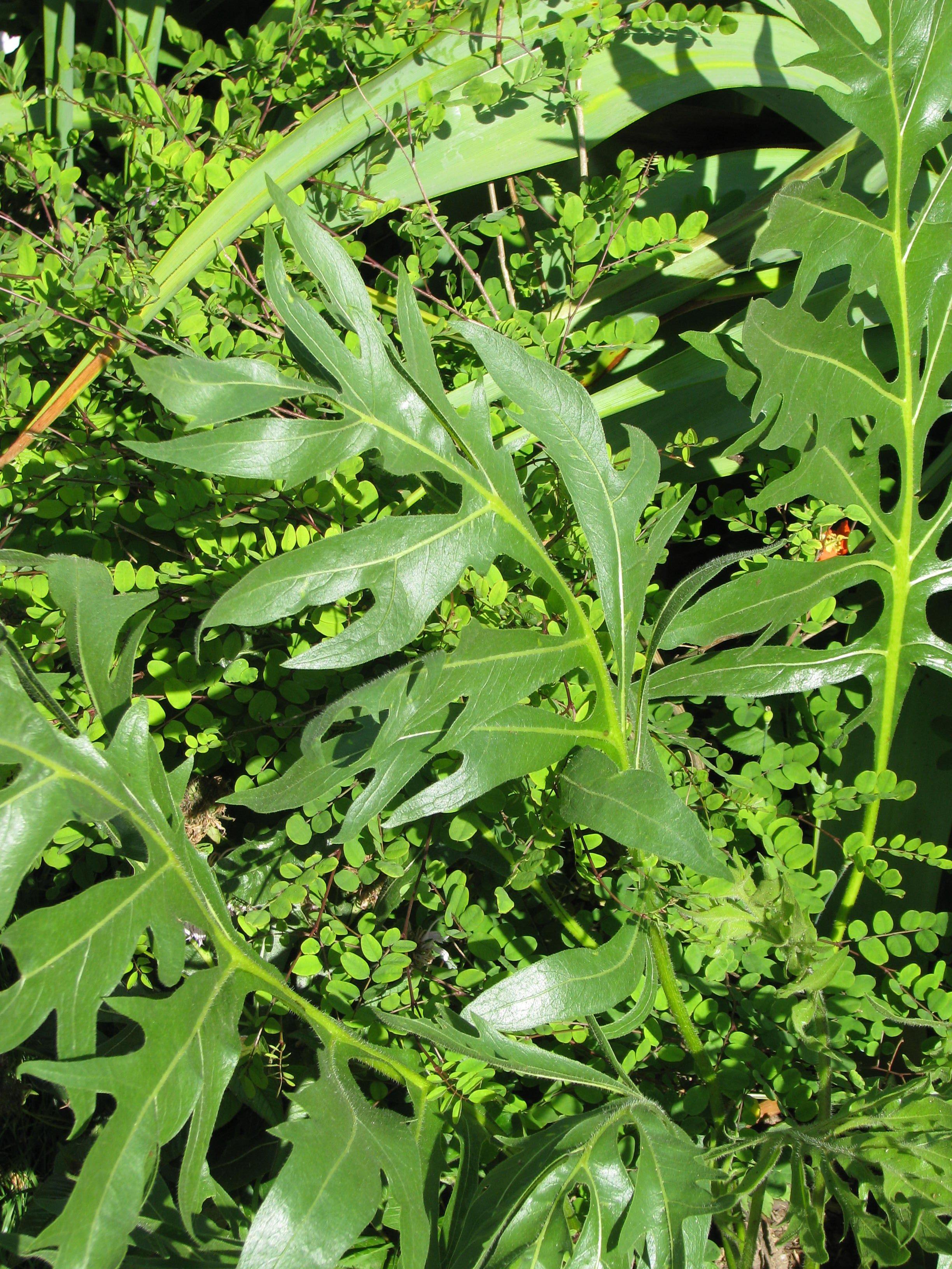 Compassplant (Silphium laciniatum) Care Guide: Pests, Diseases ...