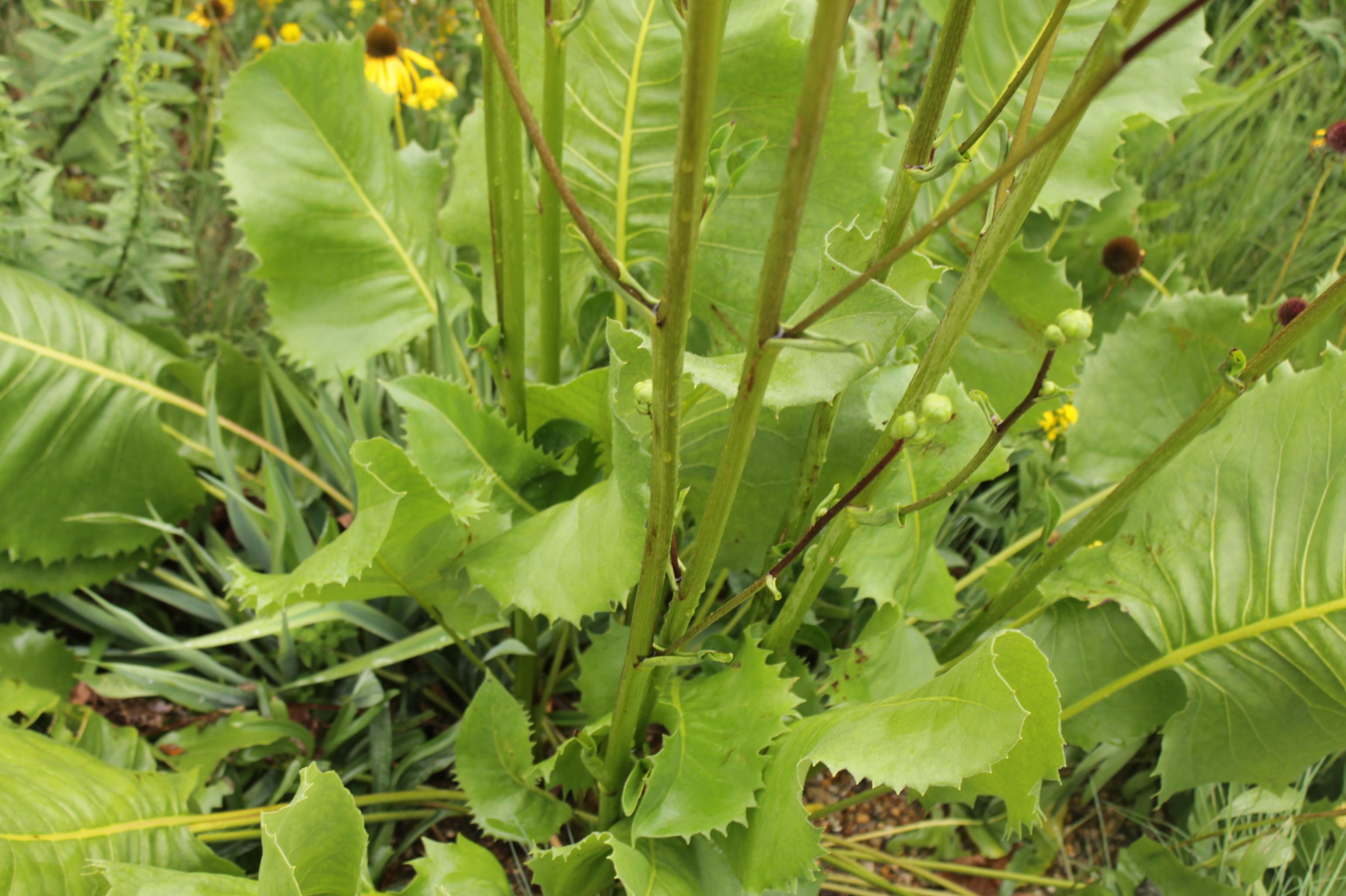 Prairie dock (Silphium terebinthinaceum) Care Guide: Pests, Diseases ...