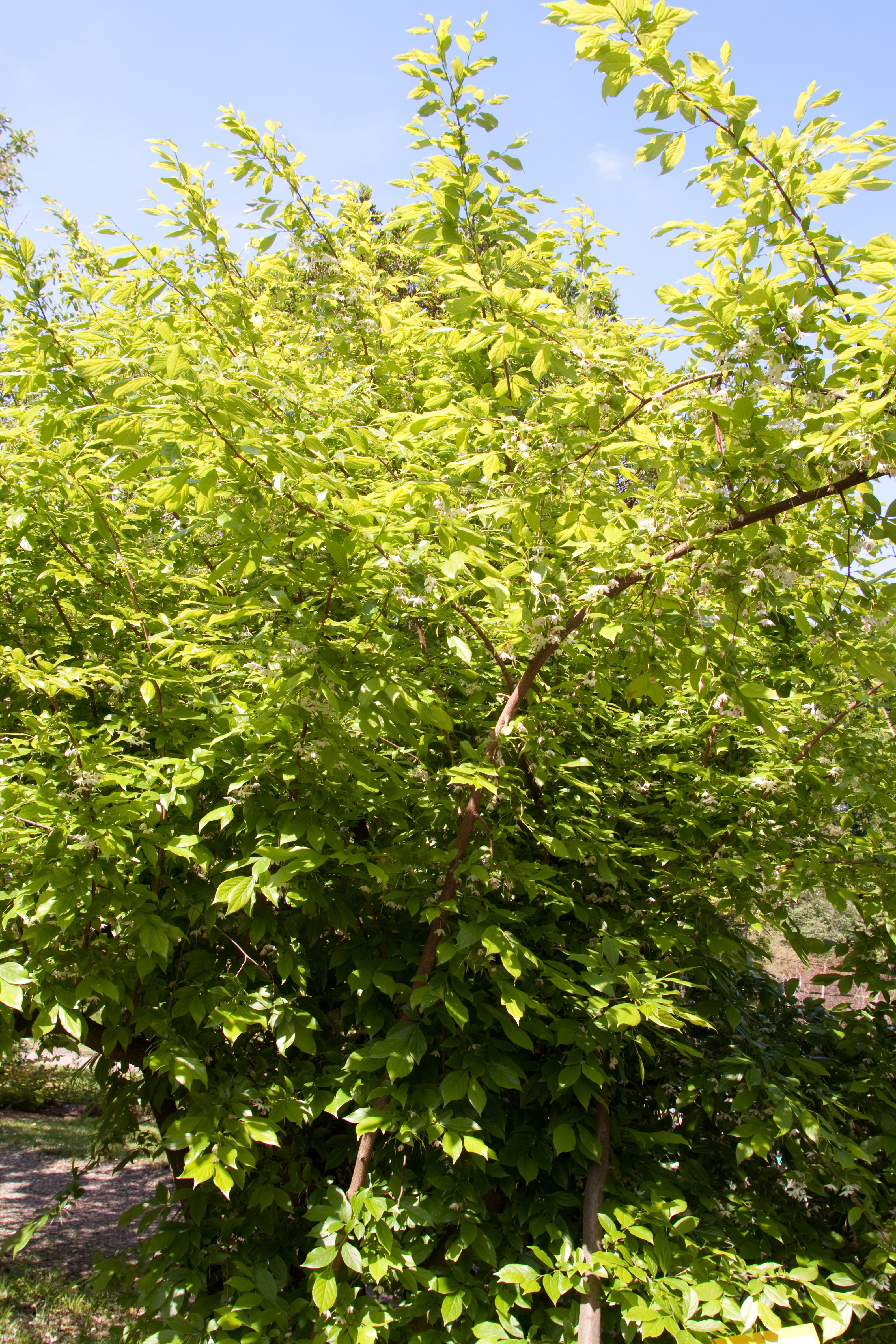 Jack tree (Sinojackia xylocarpa) Care Guide: Pests, Diseases, Watering ...