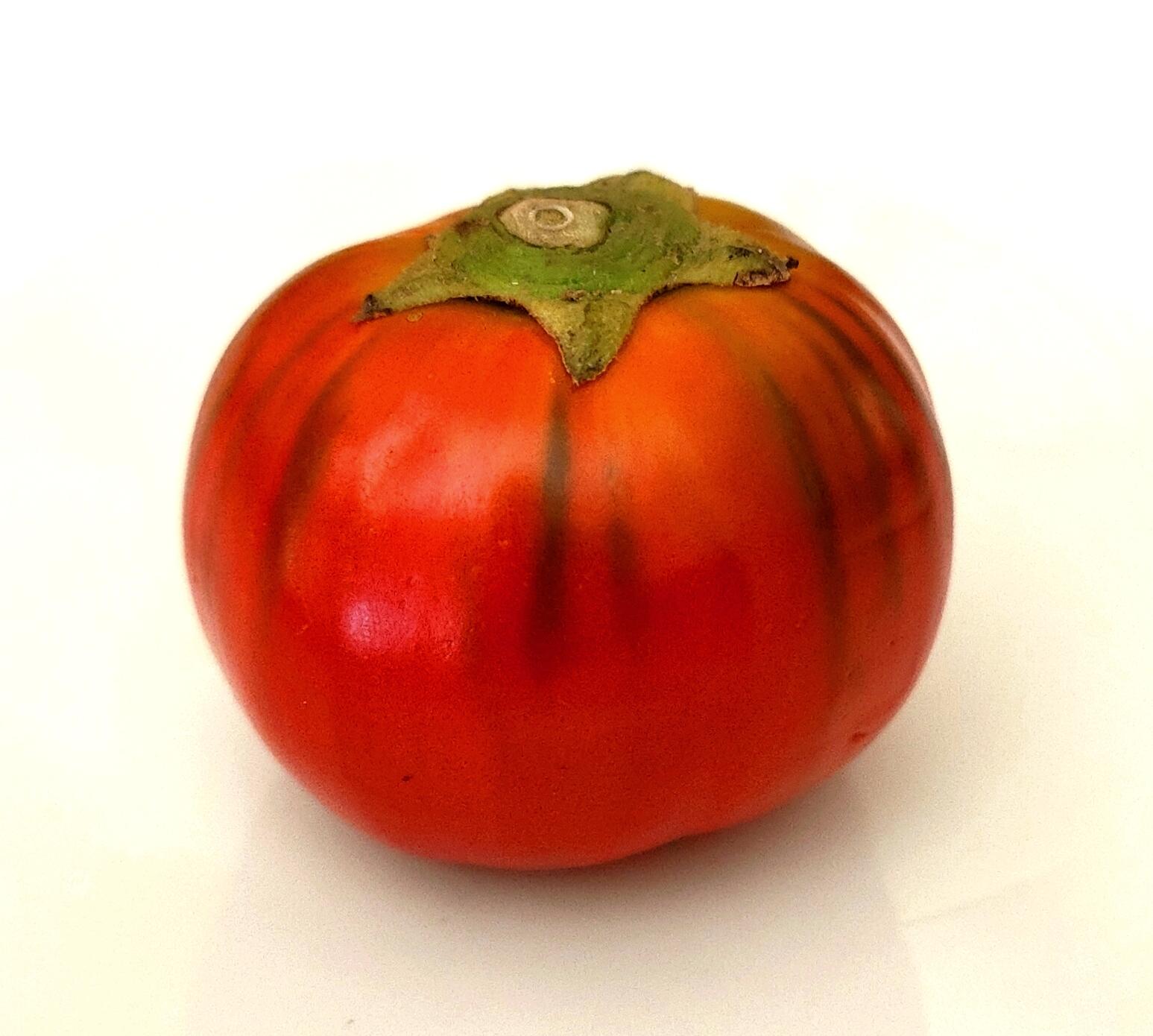 Bitter tomato (Solanum aethiopicum) Care Guide: Pests, Diseases ...