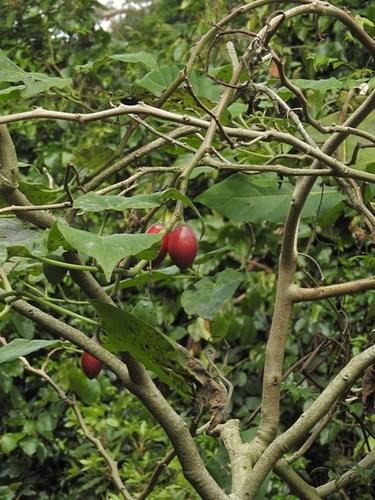 Tamarillo (Solanum betaceum) Care Guide: Pests, Diseases, Watering ...