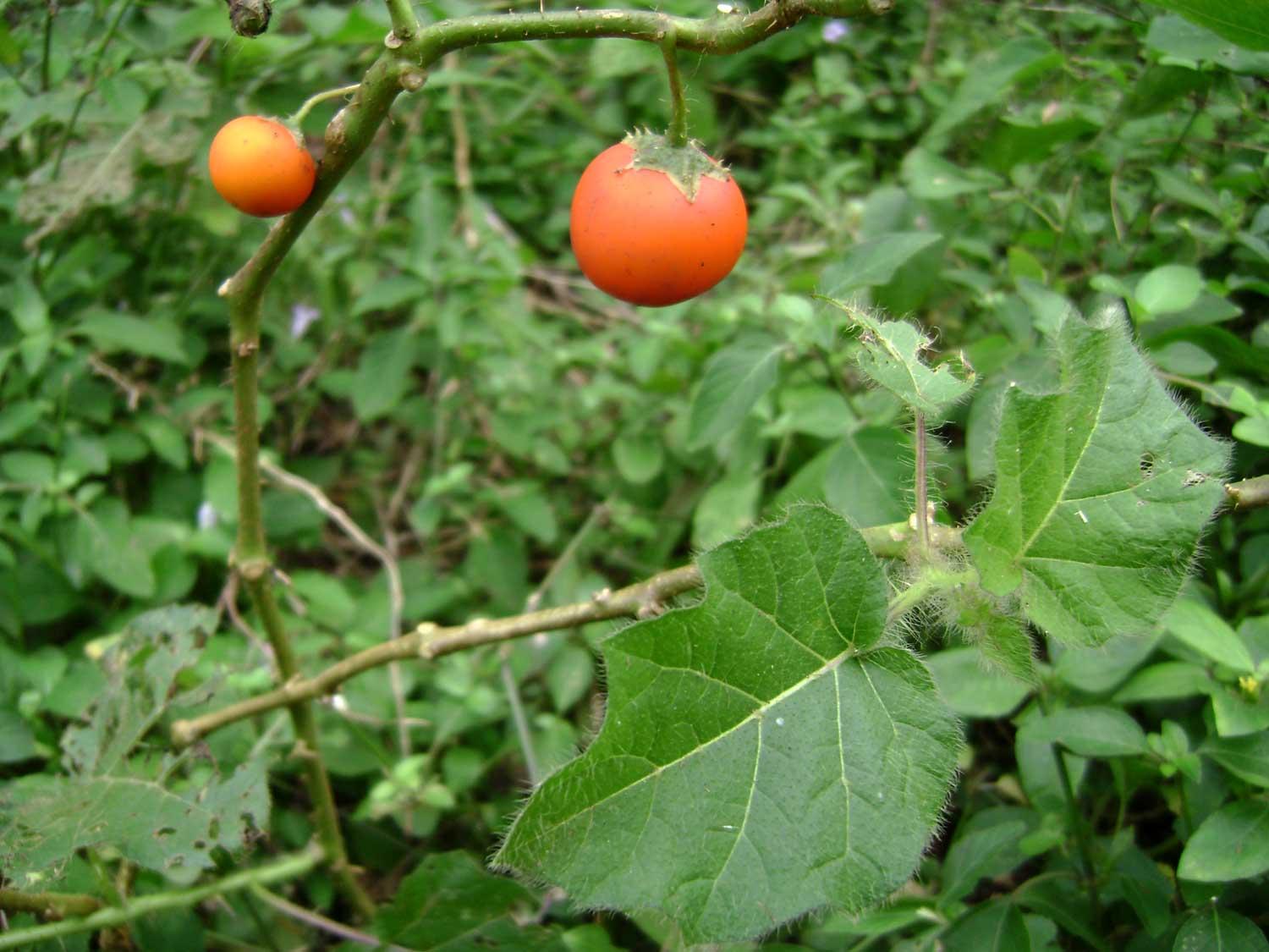 Cockroach berry (Solanum capsicoides) Care Guide: Pests, Diseases ...