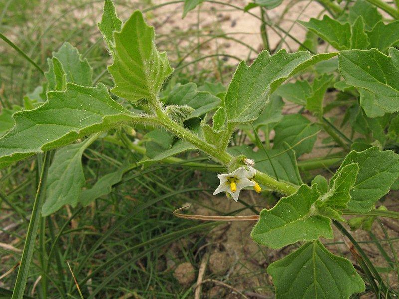 Hoe nightshade (Solanum physalifolium) Care Guide: Pests, Diseases ...