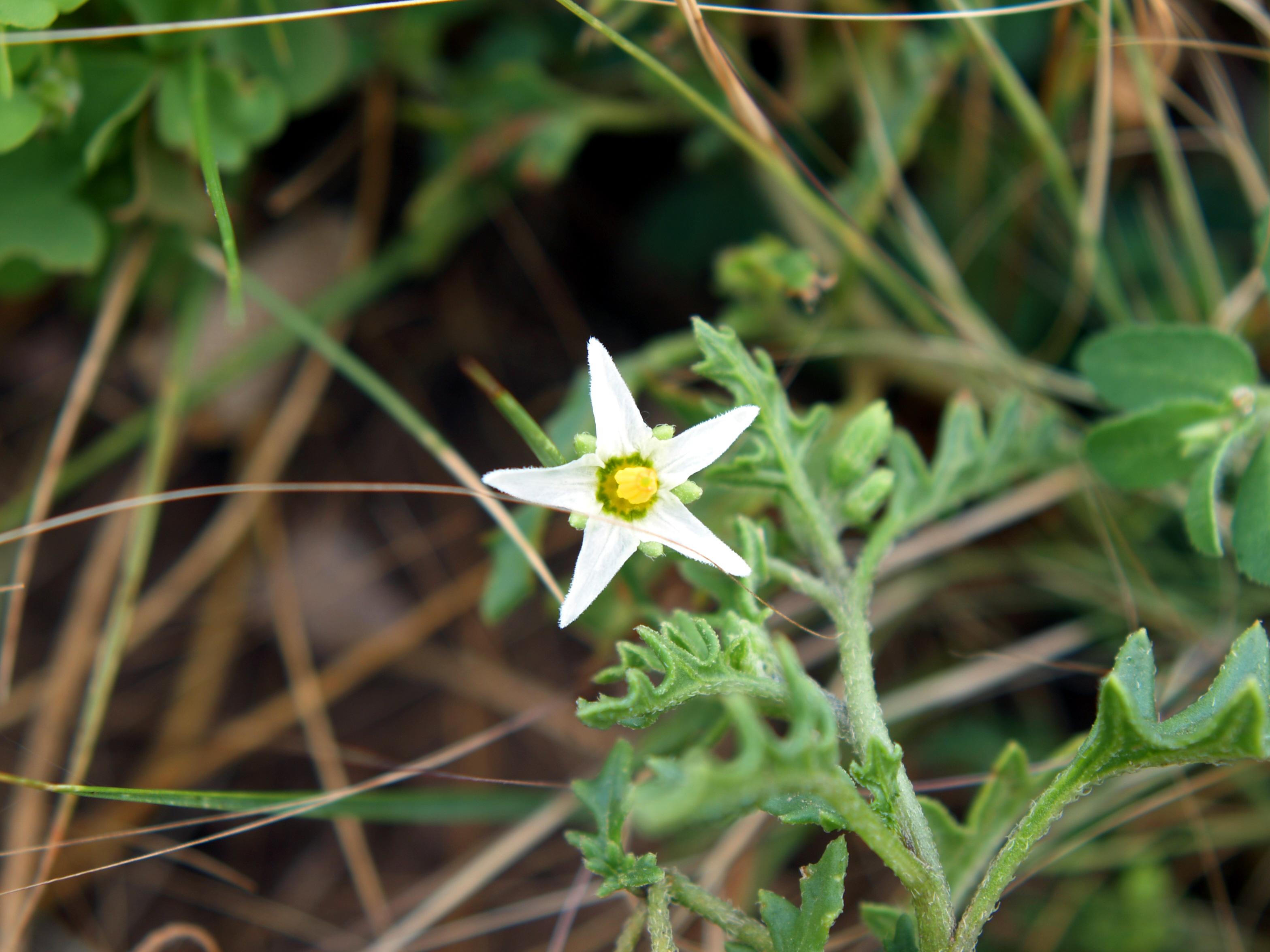 Green nightshade (Solanum sarrachoides) Care Guide: Pests, Diseases ...